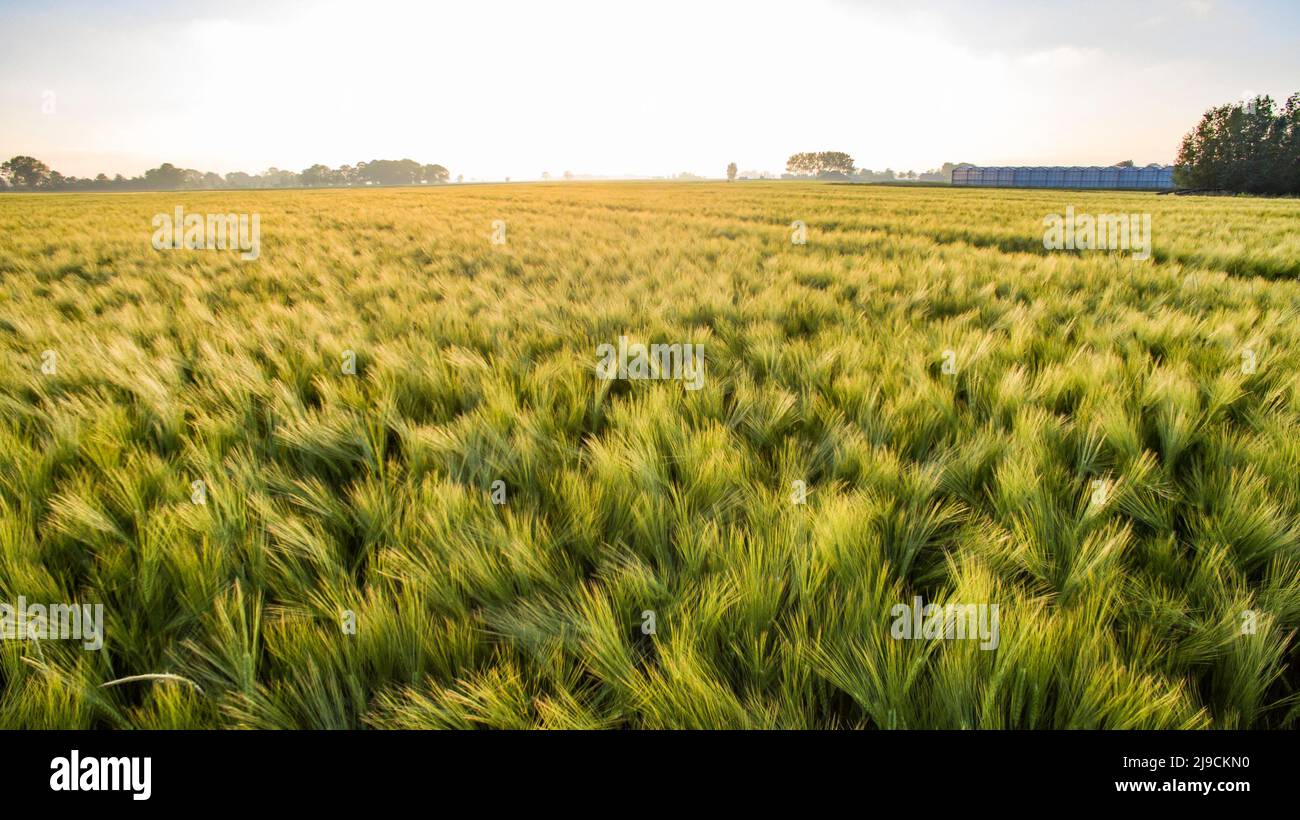 Land and grain hi-res stock photography and images - Alamy