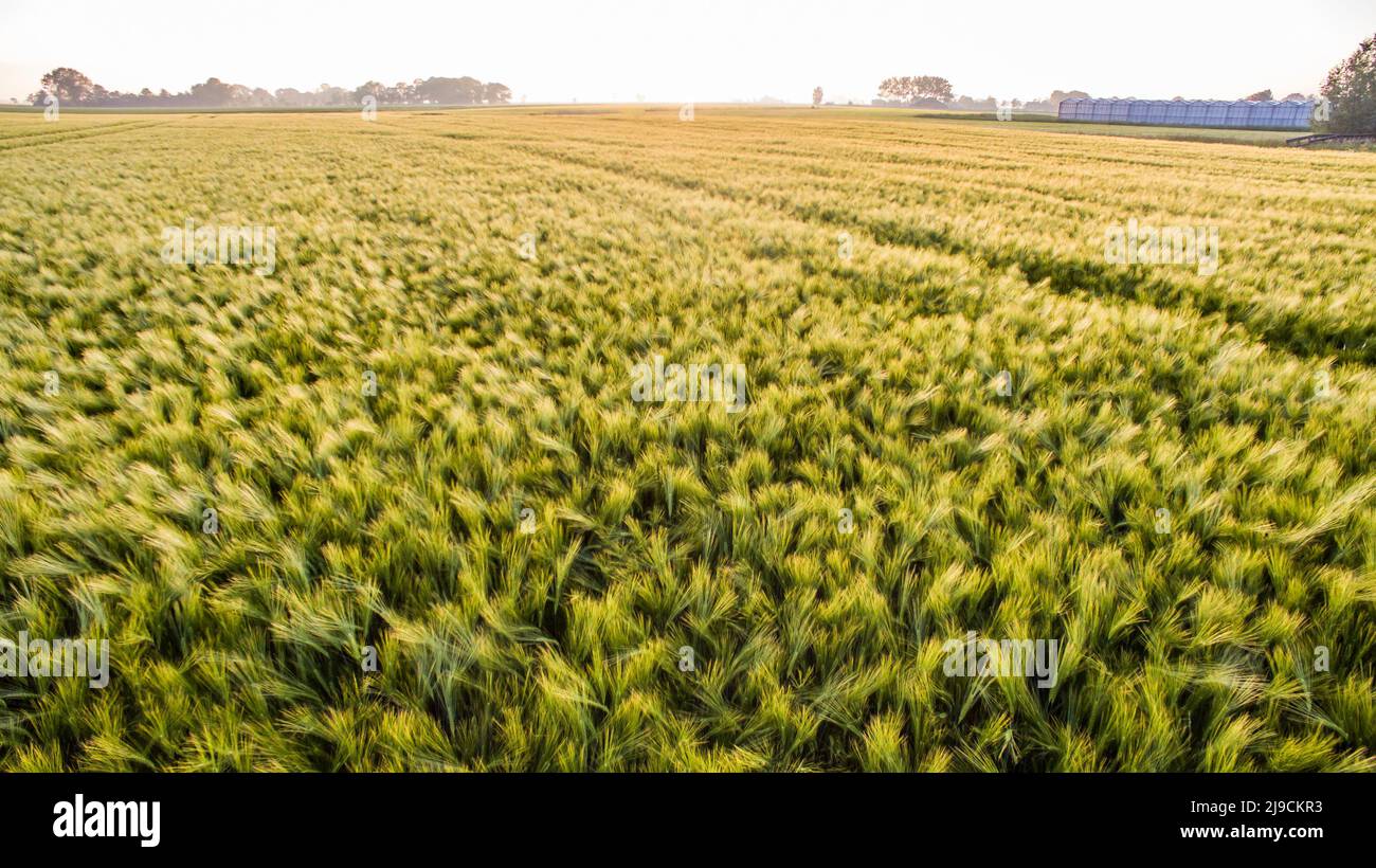 Close up with drone of wheat grain in a farm land during sunset in the ...