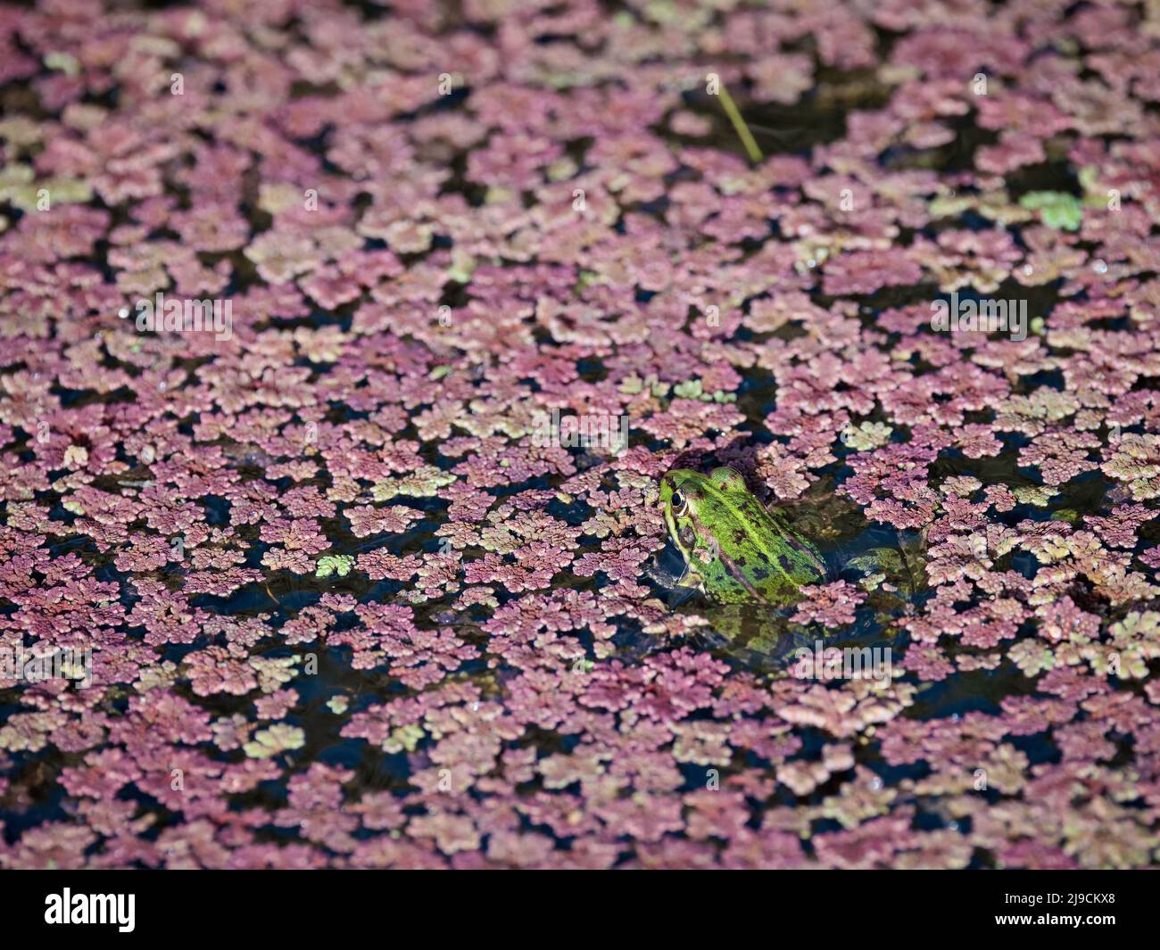 Frog in its natural environment Stock Photo - Alamy