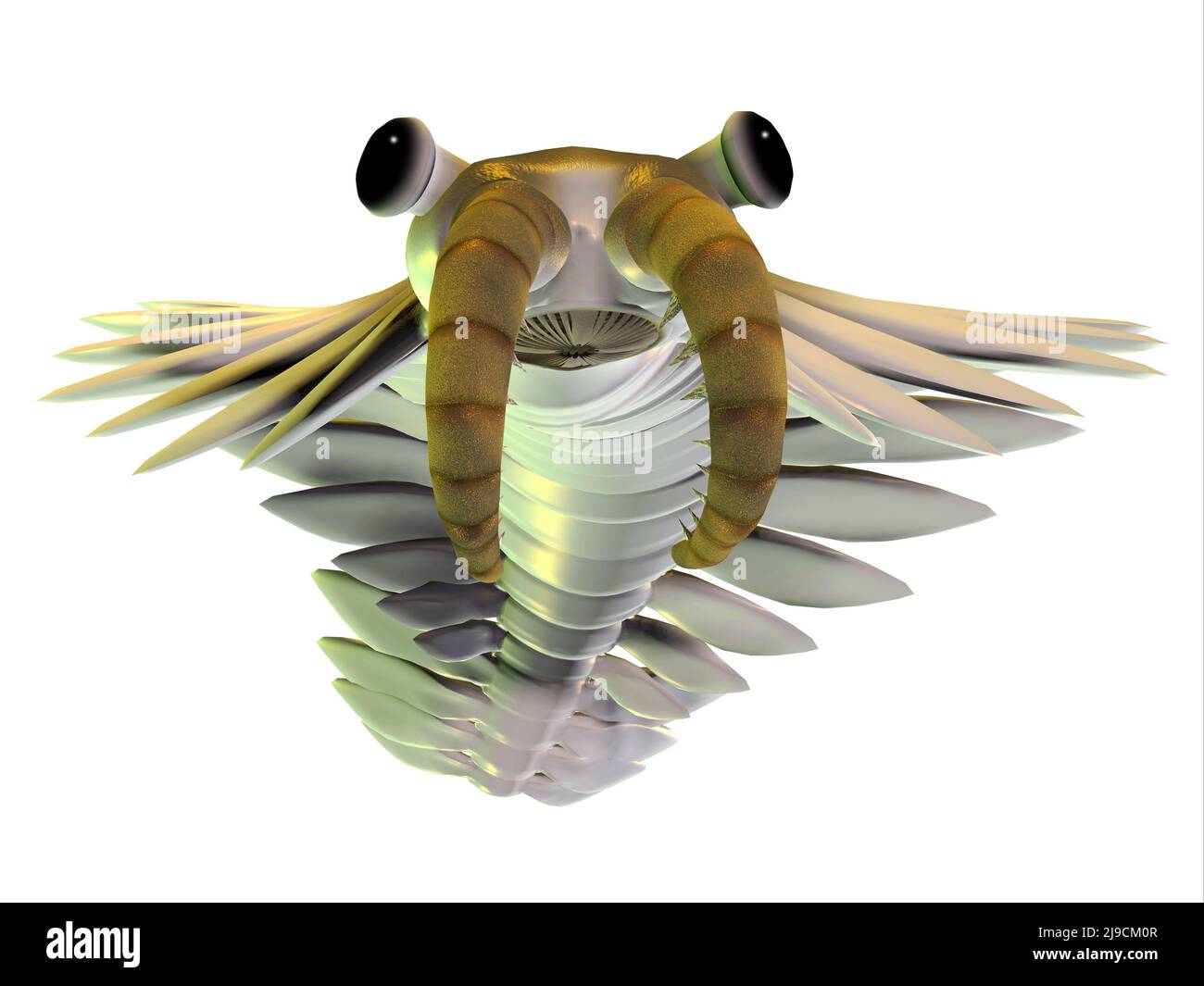 Radiodont High Resolution Stock Photography and Images - Alamy