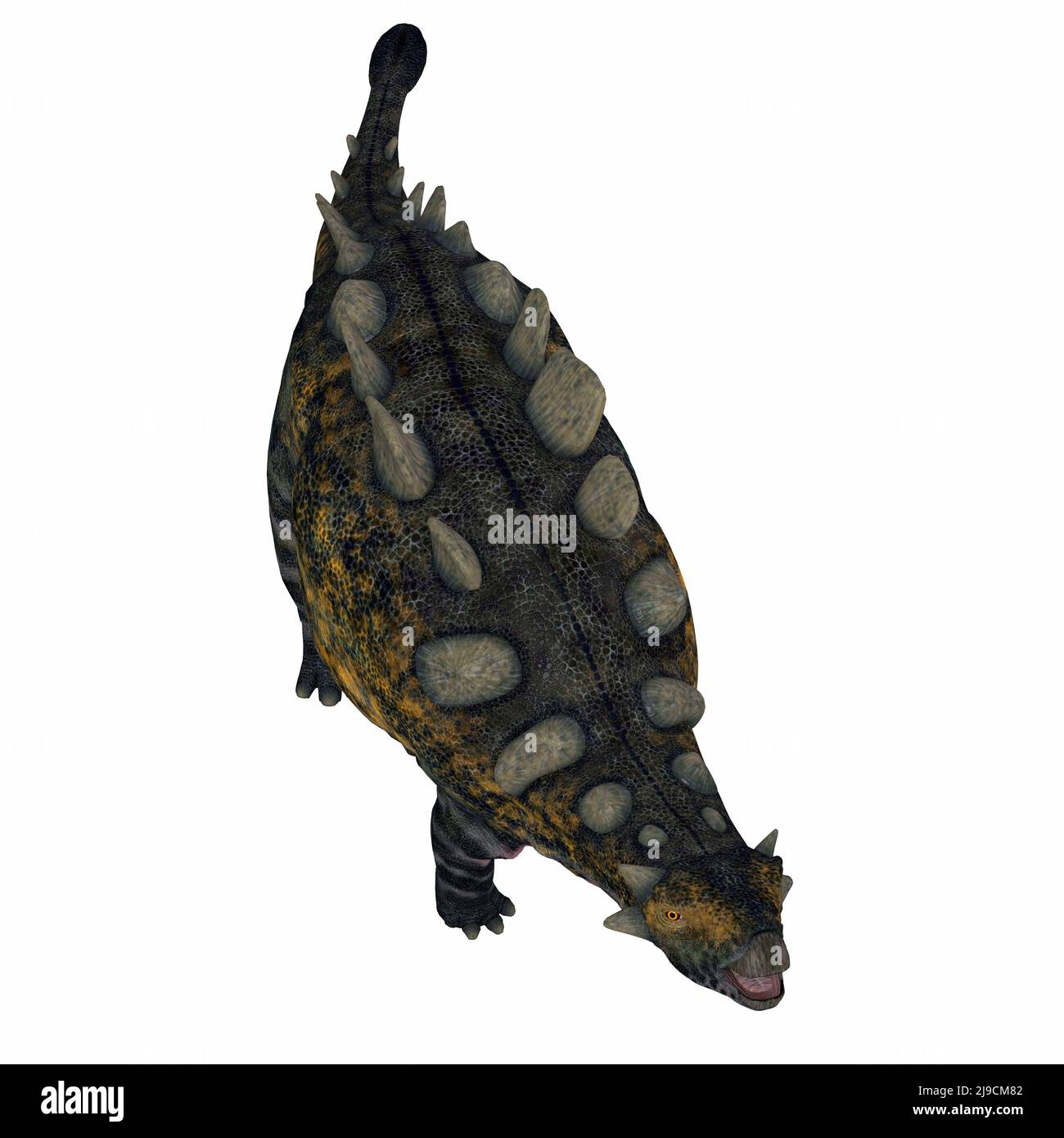 Crichtonsaurus was an herbivorous armored Ankylosaurus dinosaur that ...