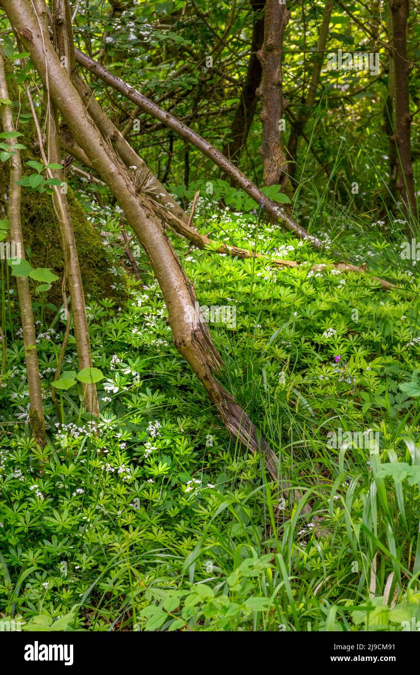 A patch of Woodruff flowers growing on a bank in a woodland scene Stock ...
