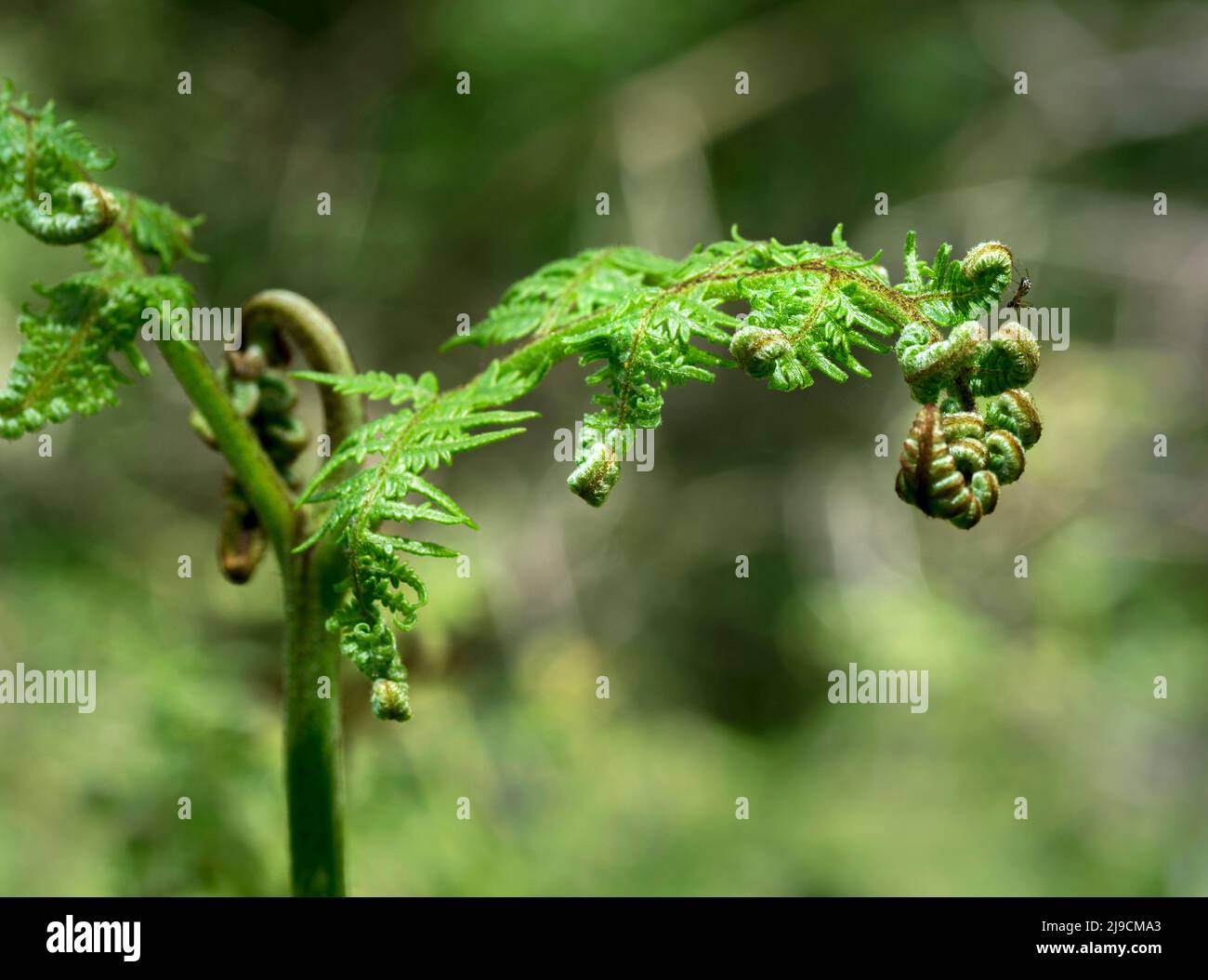 A bracken fern as it unfurls in the spring Stock Photo - Alamy