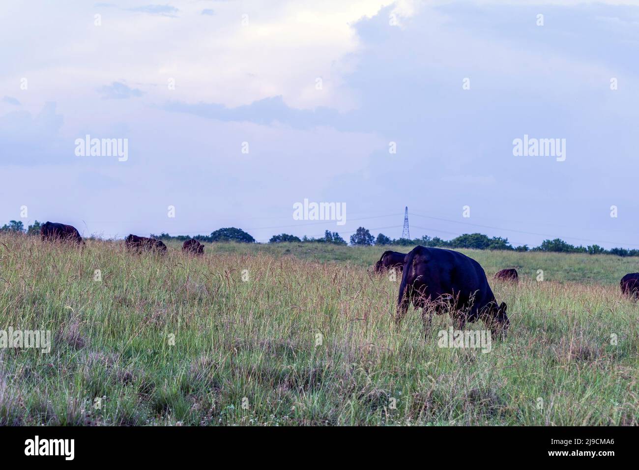 Angus cattle florida hi-res stock photography and images - Alamy