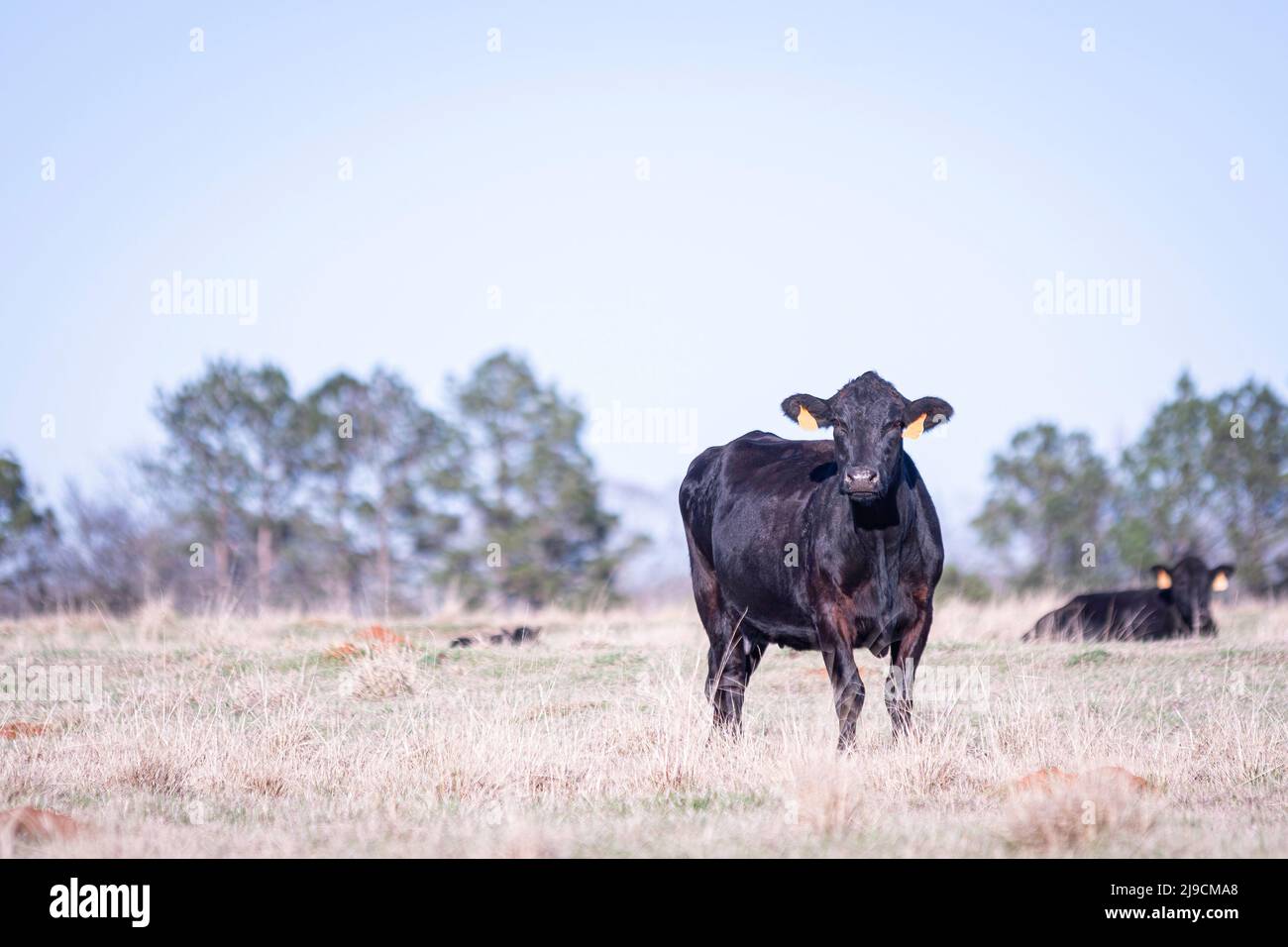 Angus cattle florida hi-res stock photography and images - Alamy