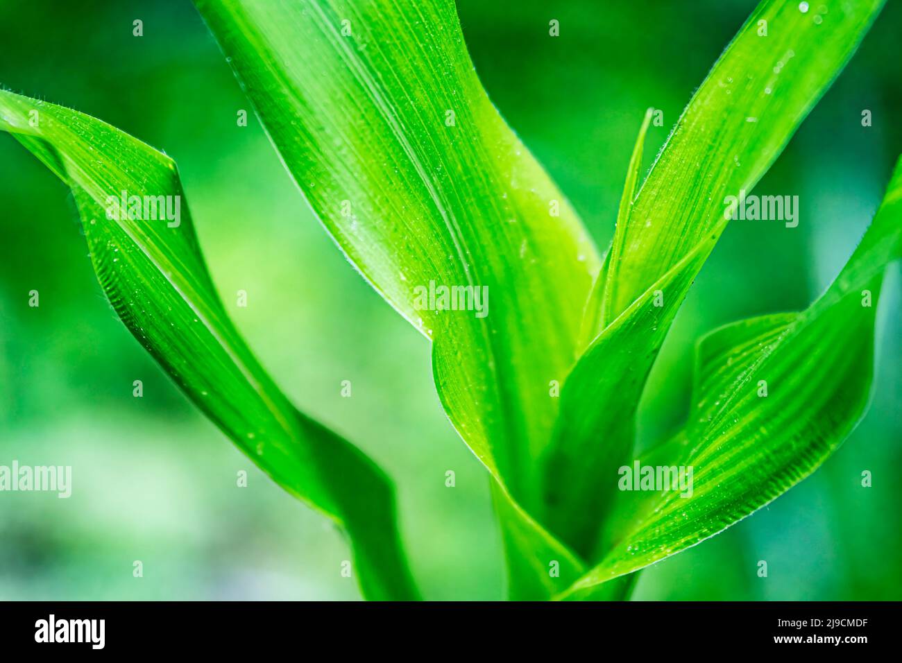 Agricultural background of a young corn plant in shallow focus with ...