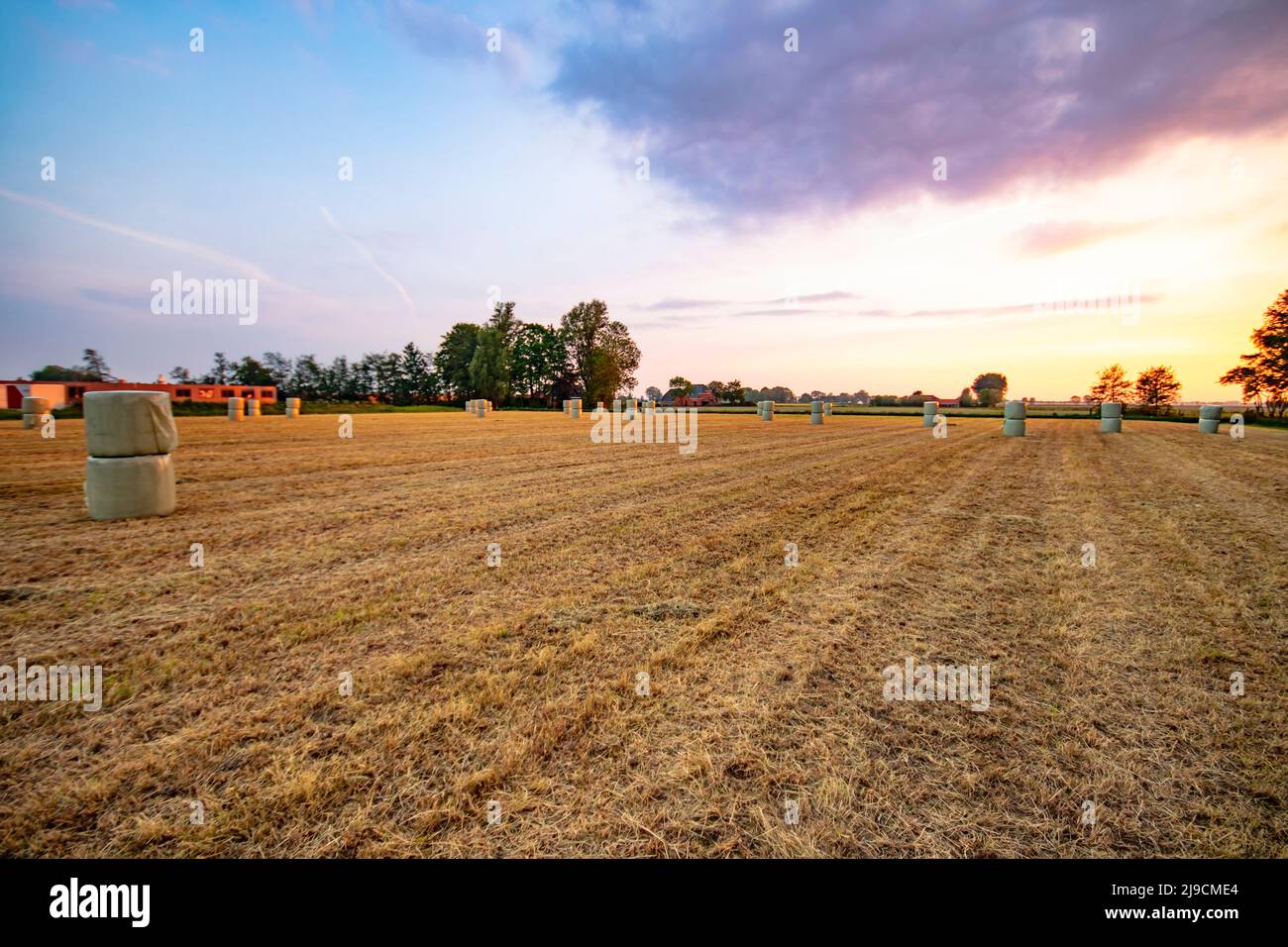 Packaged hay bales in a harvested wheat grain land during sunset in the ...