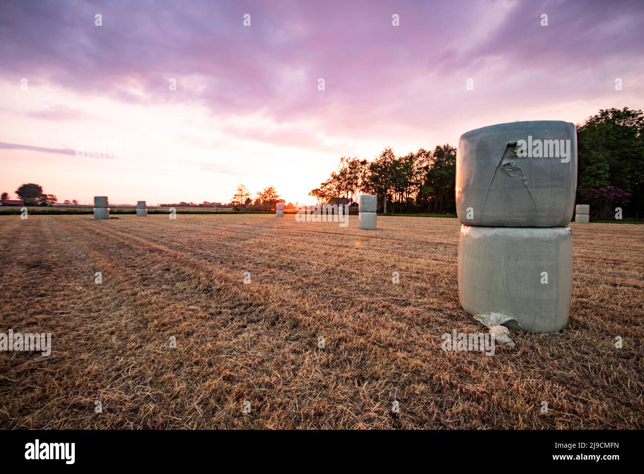 Packaged hay bales in a harvested wheat grain land during sunset in the ...