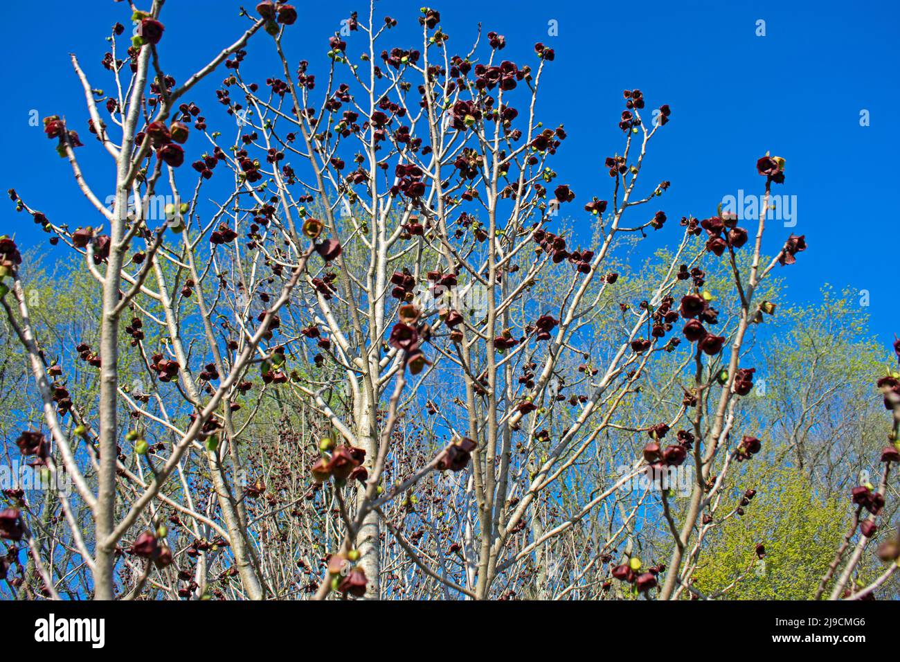 Pawpaw plant hi-res stock photography and images - Alamy