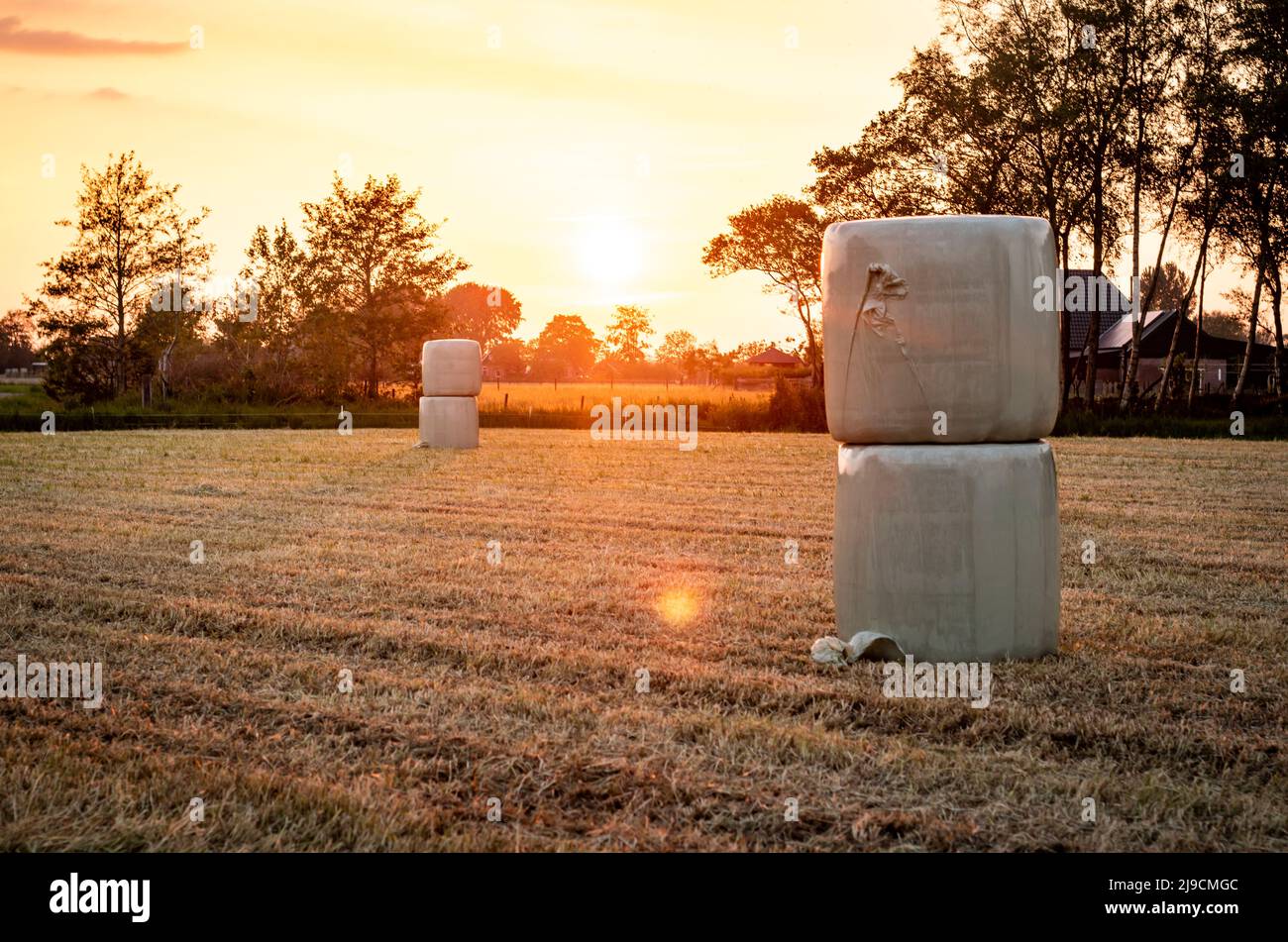 Packaged hay bales in a harvested wheat grain land during sunset in the ...