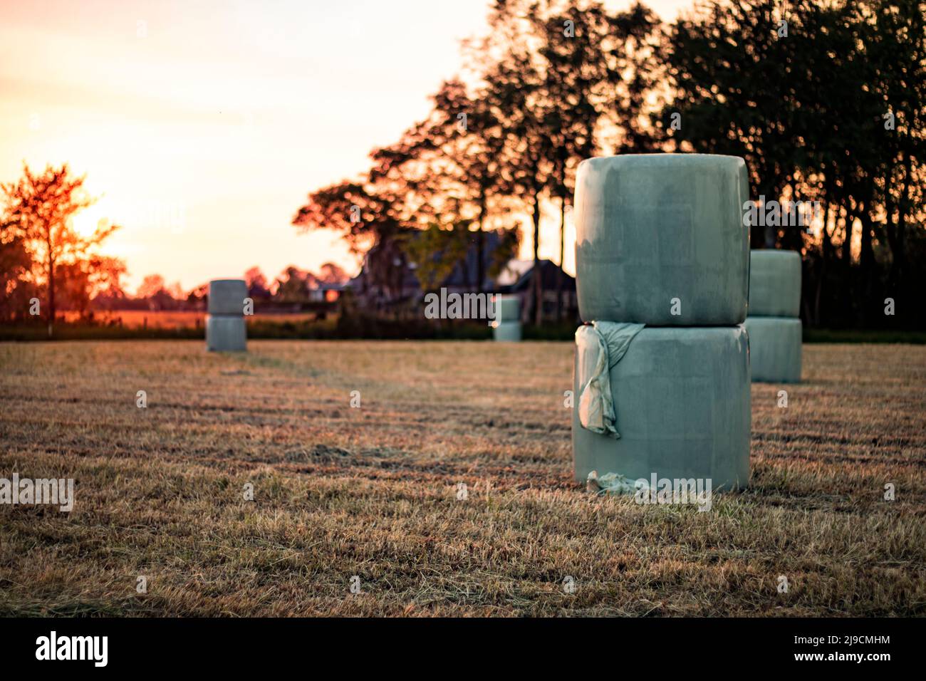 Packaged hay bales in a harvested wheat grain land during sunset in the ...