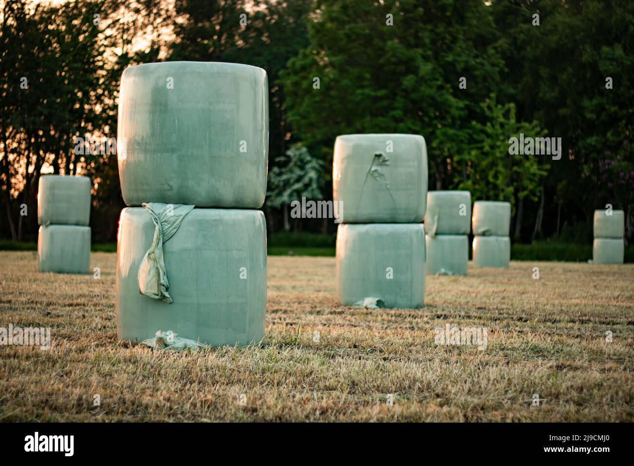 Packaged hay bales in a harvested wheat grain land during sunset in the ...
