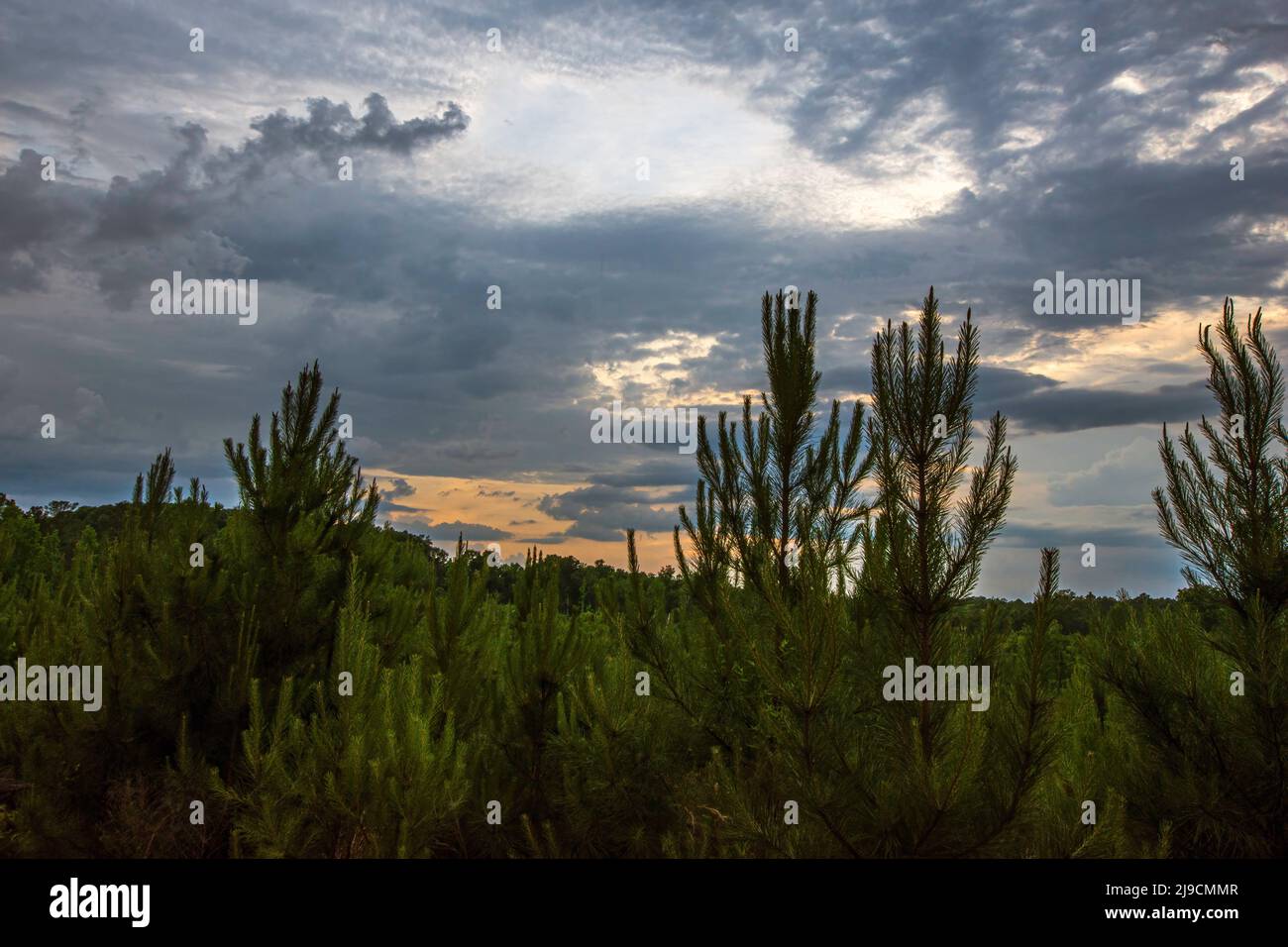 Overlooking replanted pine trees on managed lumber plot with dramatic ...