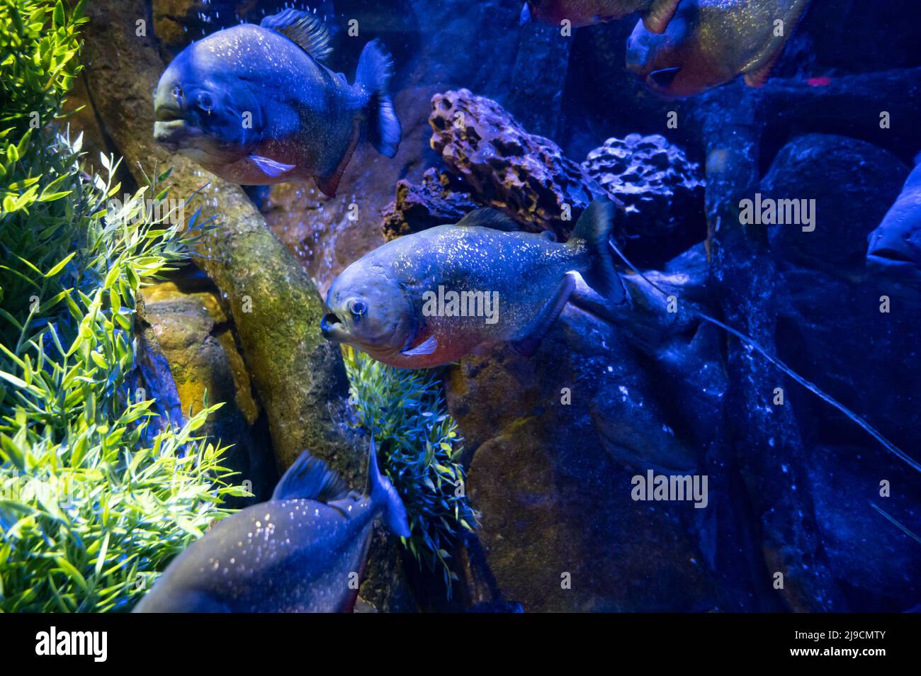 Sea aquarium with salt water and differenet colorful coral reef fish ...