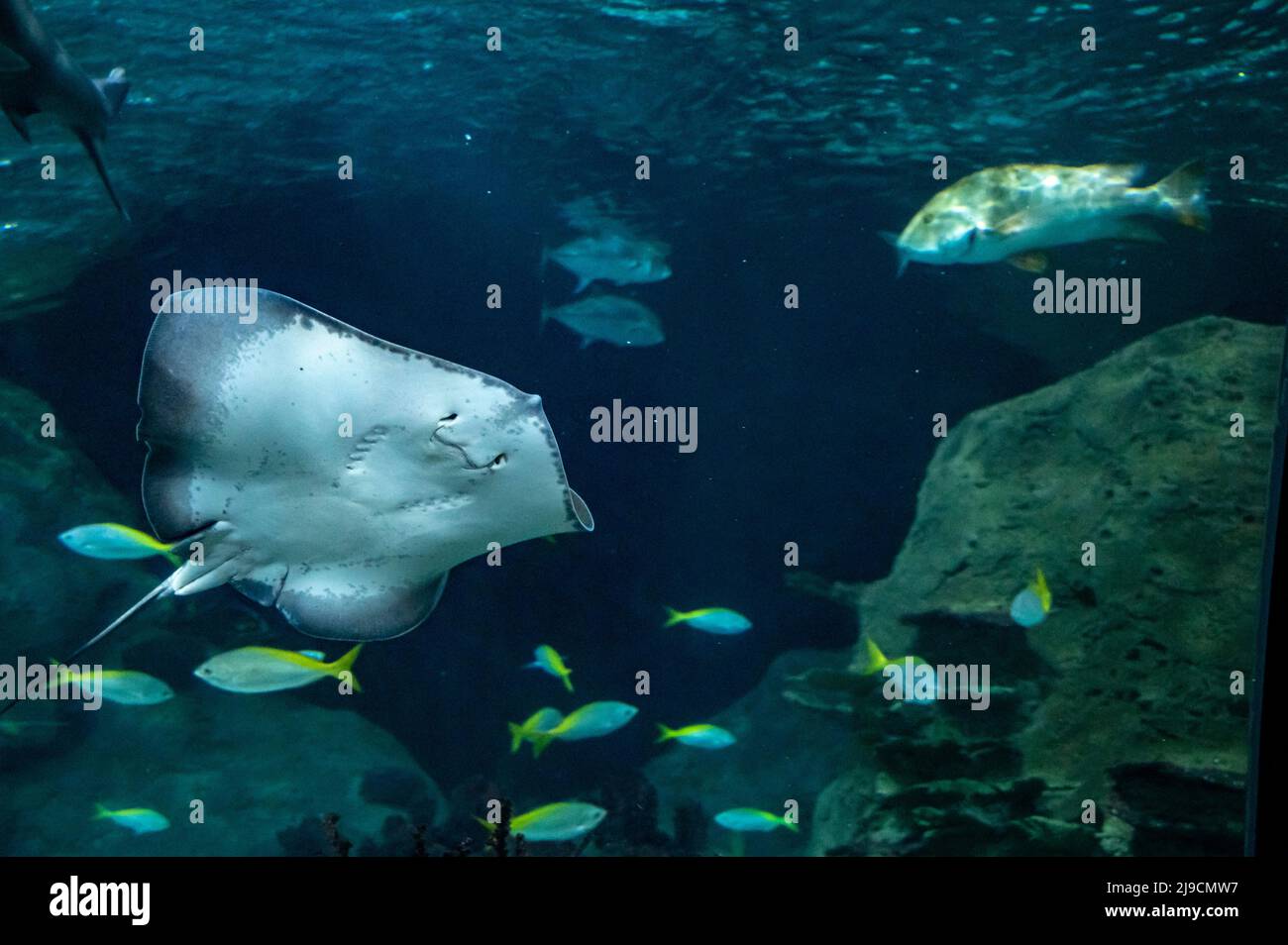 Sea aquarium with salt water and differenet colorful coral reef fish ...