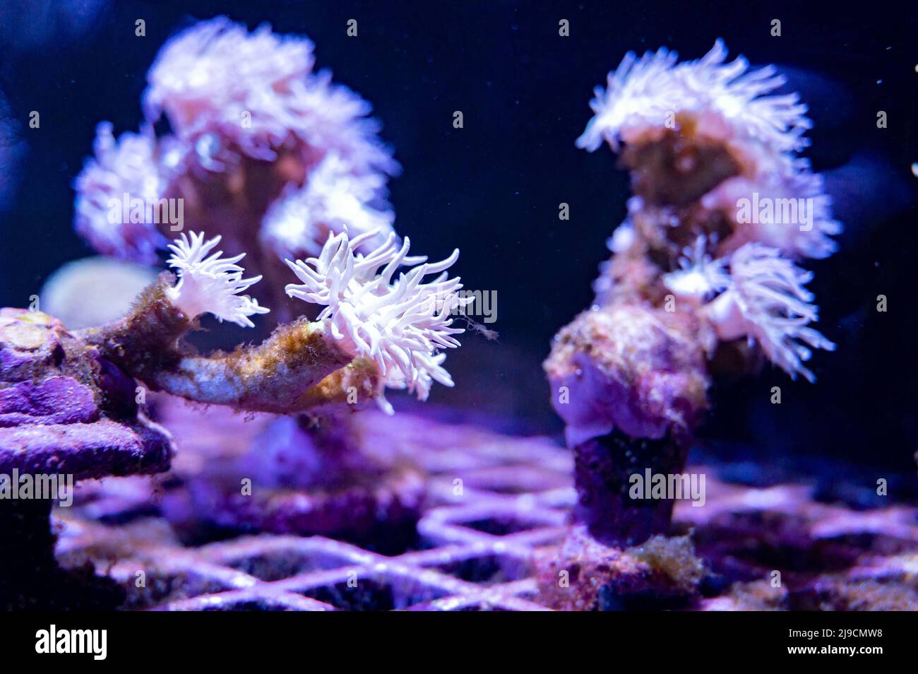 Cultivation of different corals on underwater coral farm, growing ...