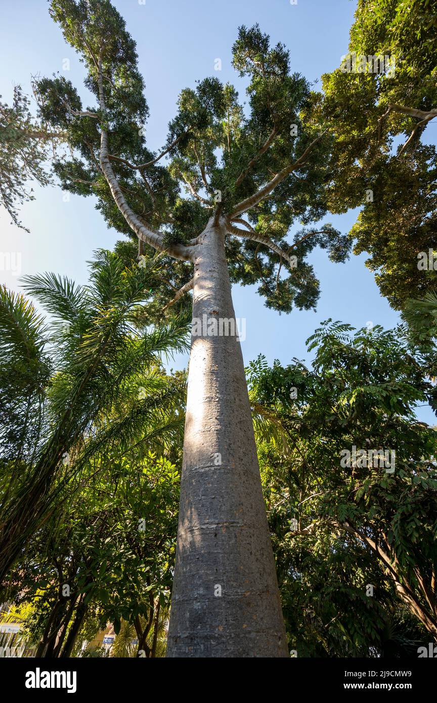 Looking up at the branches of a dammar pine tree, also known as the ...