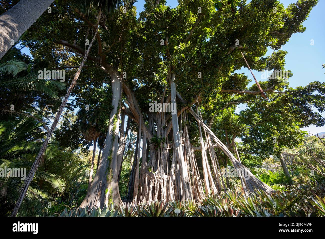 Giant ficus tree with hanging air roots in botanical garden on Tenerife ...
