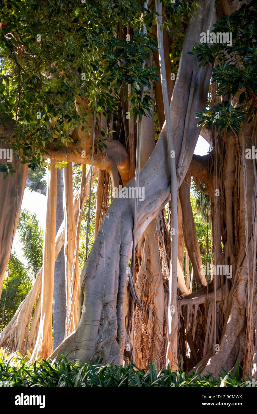 Giant ficus tree with hanging air roots in botanical garden on Tenerife ...