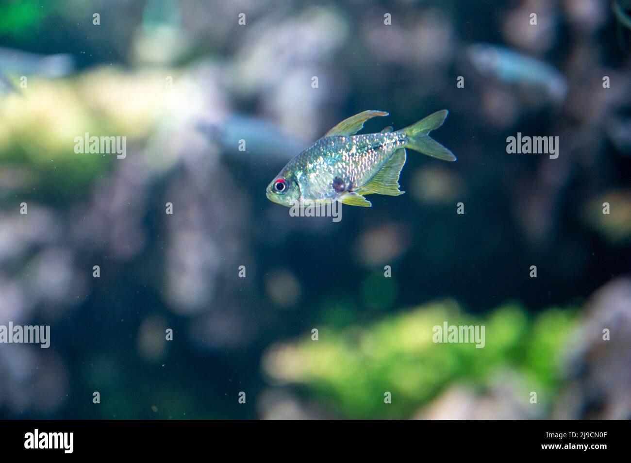 Colorful tetra fish in hobby auqarium with green water plants Stock ...