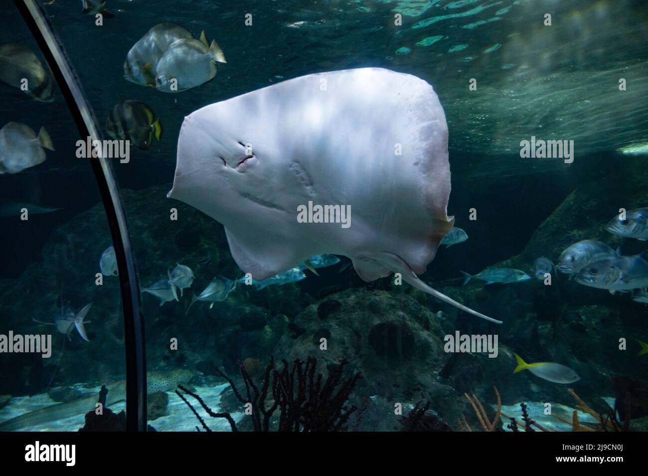 Sea aquarium with salt water and differenet colorful coral reef fish ...