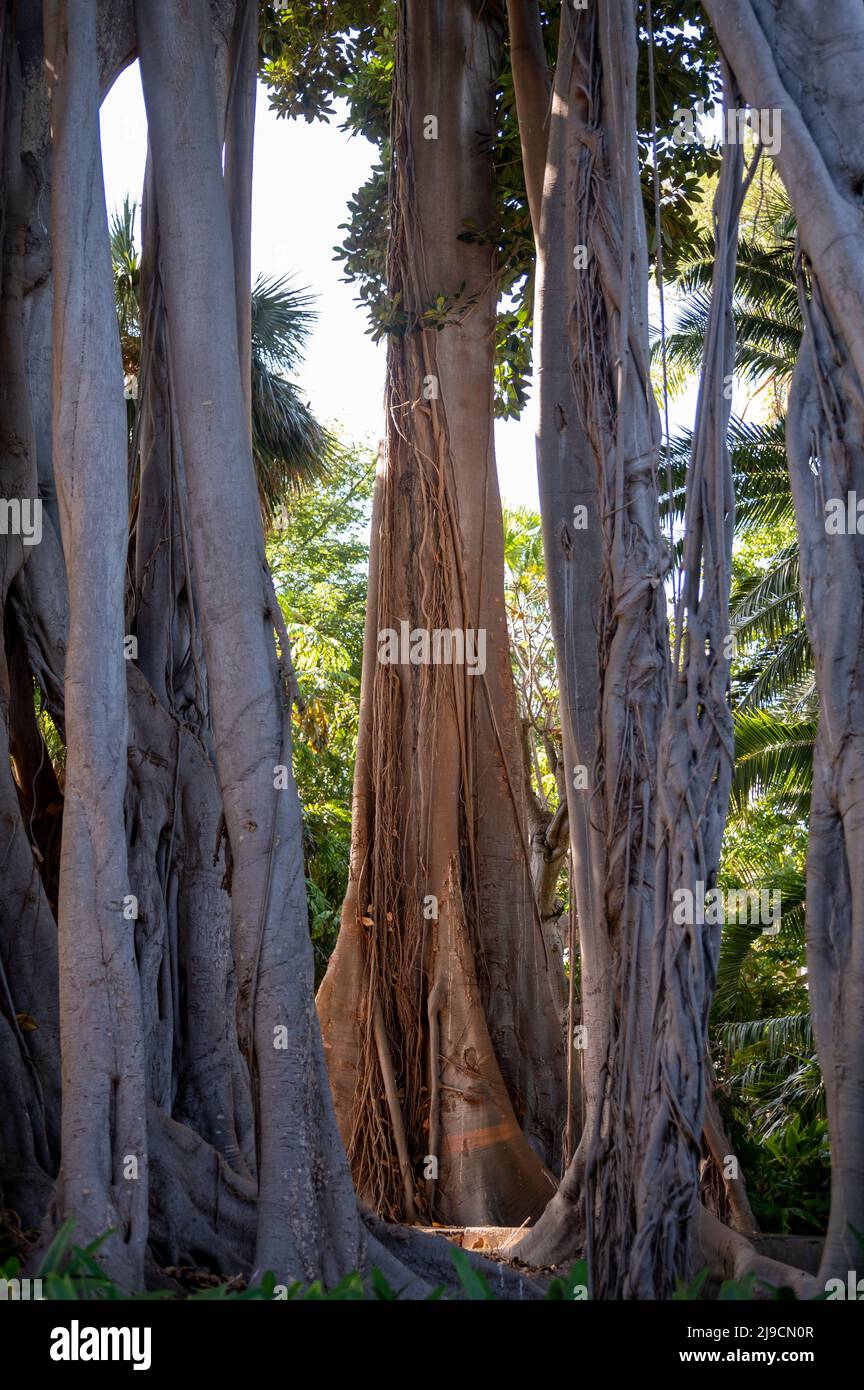Giant ficus tree with hanging air roots in botanical garden on Tenerife ...