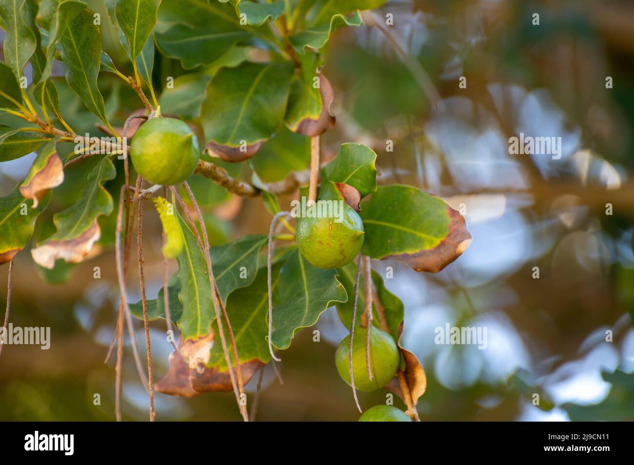 Hard green Australian macadamia nuts hanging on branches on big tree on ...