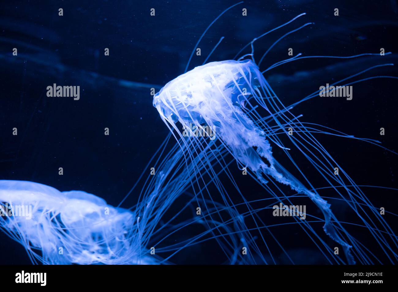 Sanderia malayensis jellyfish family Pelagiidae, native to tropical ...