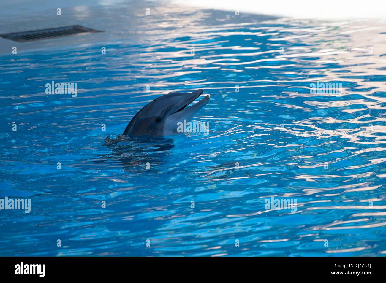Trained sea animals dolphins perform in blue pool in front of tourists ...