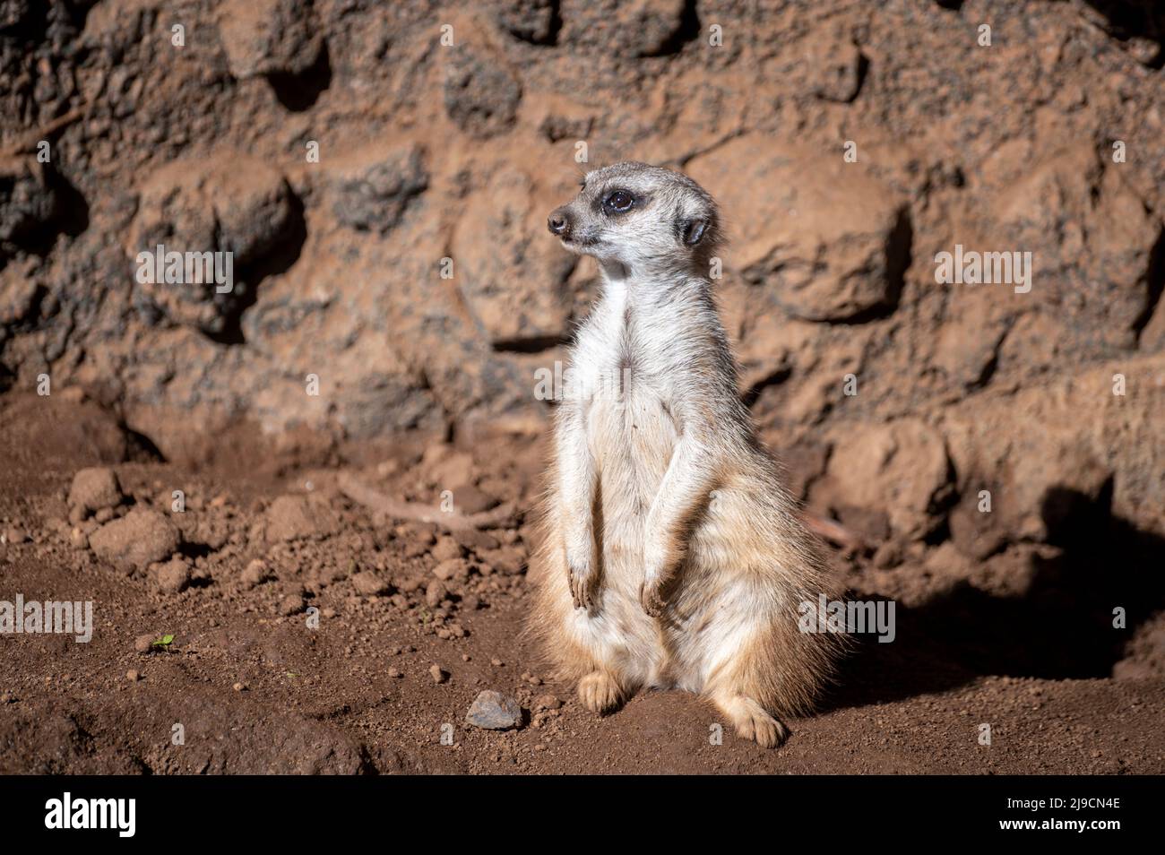 Meerkat Suricata suricatta or suricate animal, small mongoose from ...