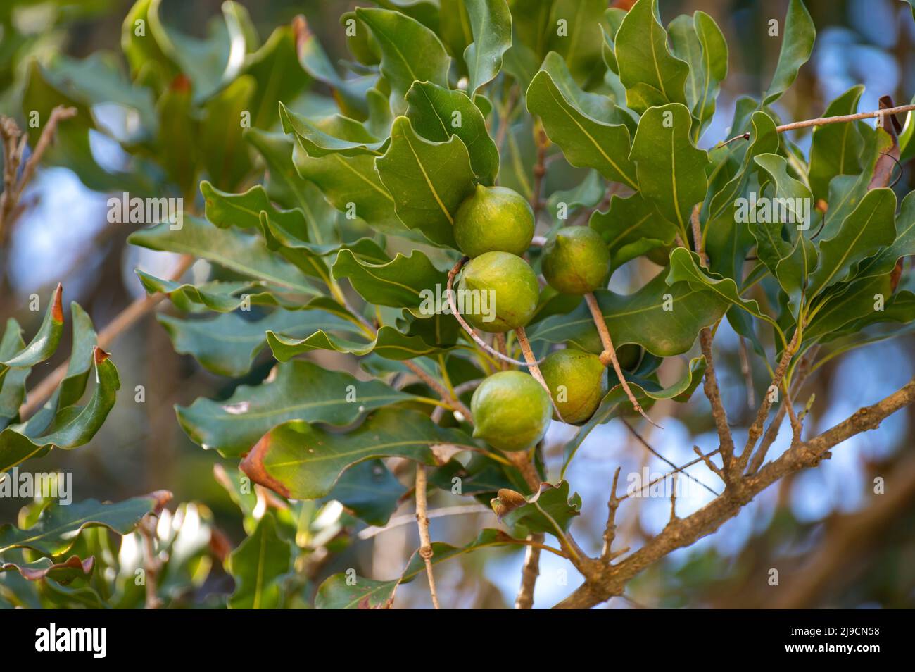 Hard green Australian macadamia nuts hanging on branches on big tree on ...