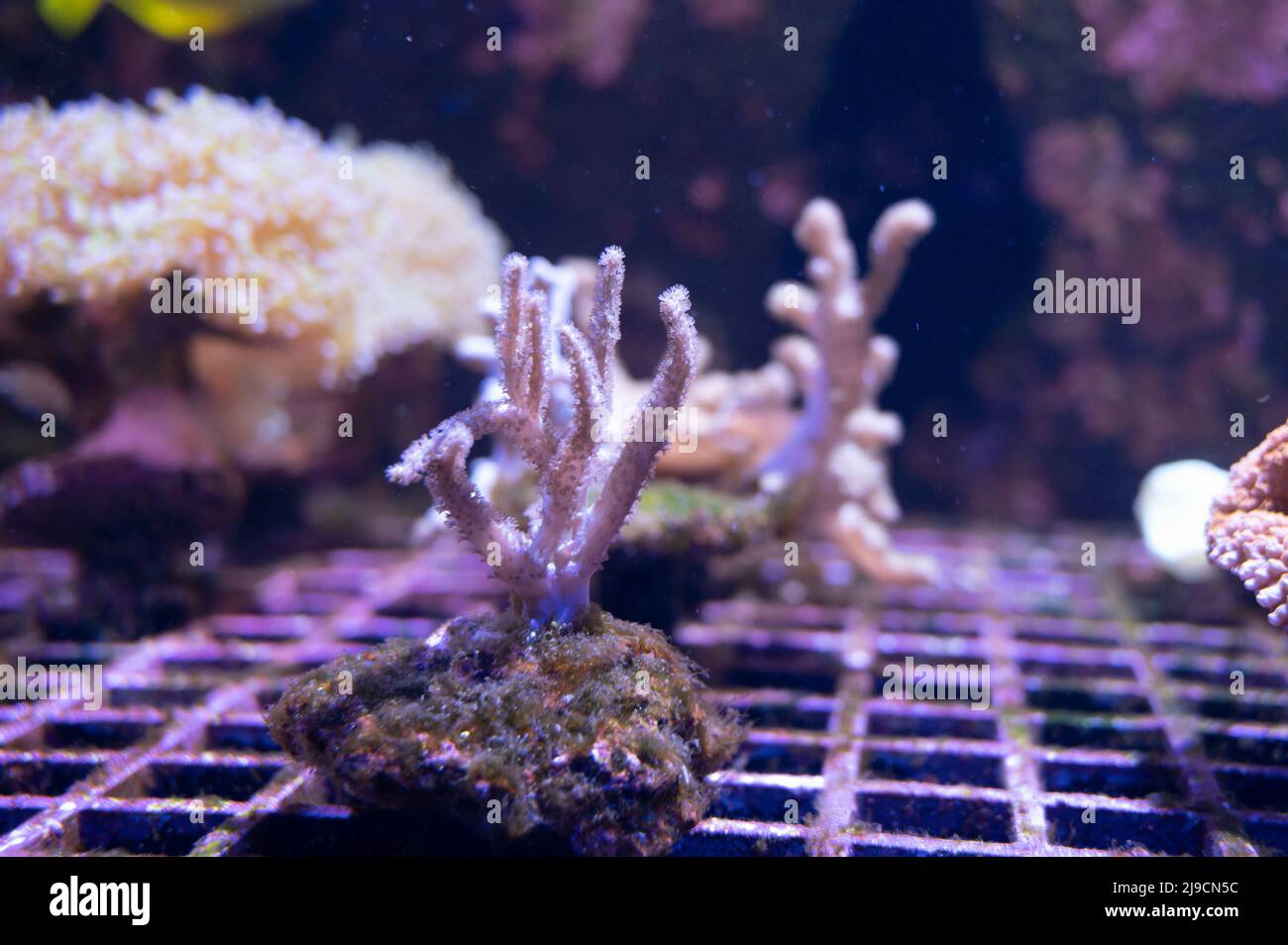 Cultivation of different corals on underwater coral farm, growing ...