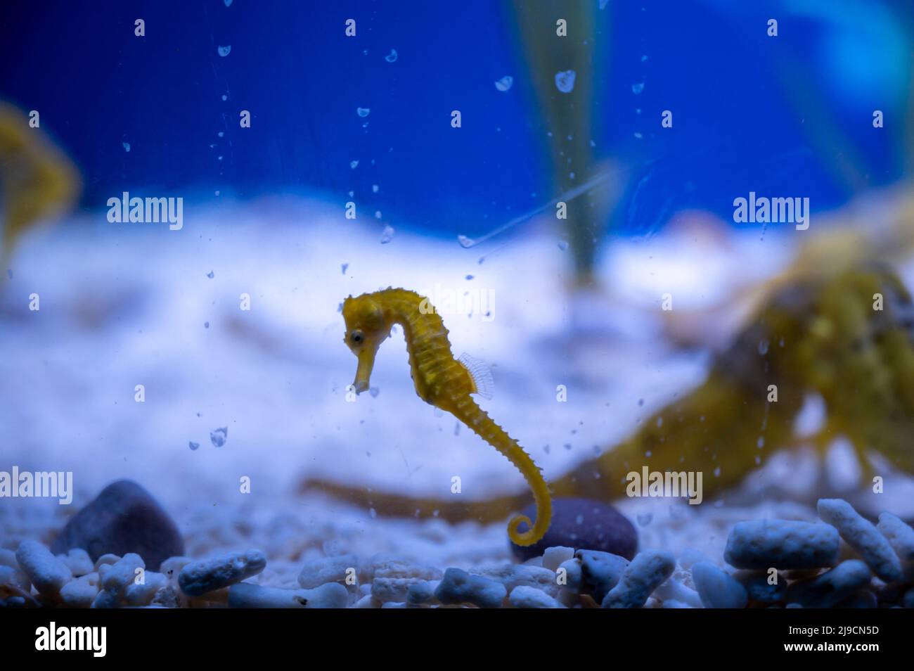 Seahorse small marine fish in genus Hippocampus lives in sea aquarium ...
