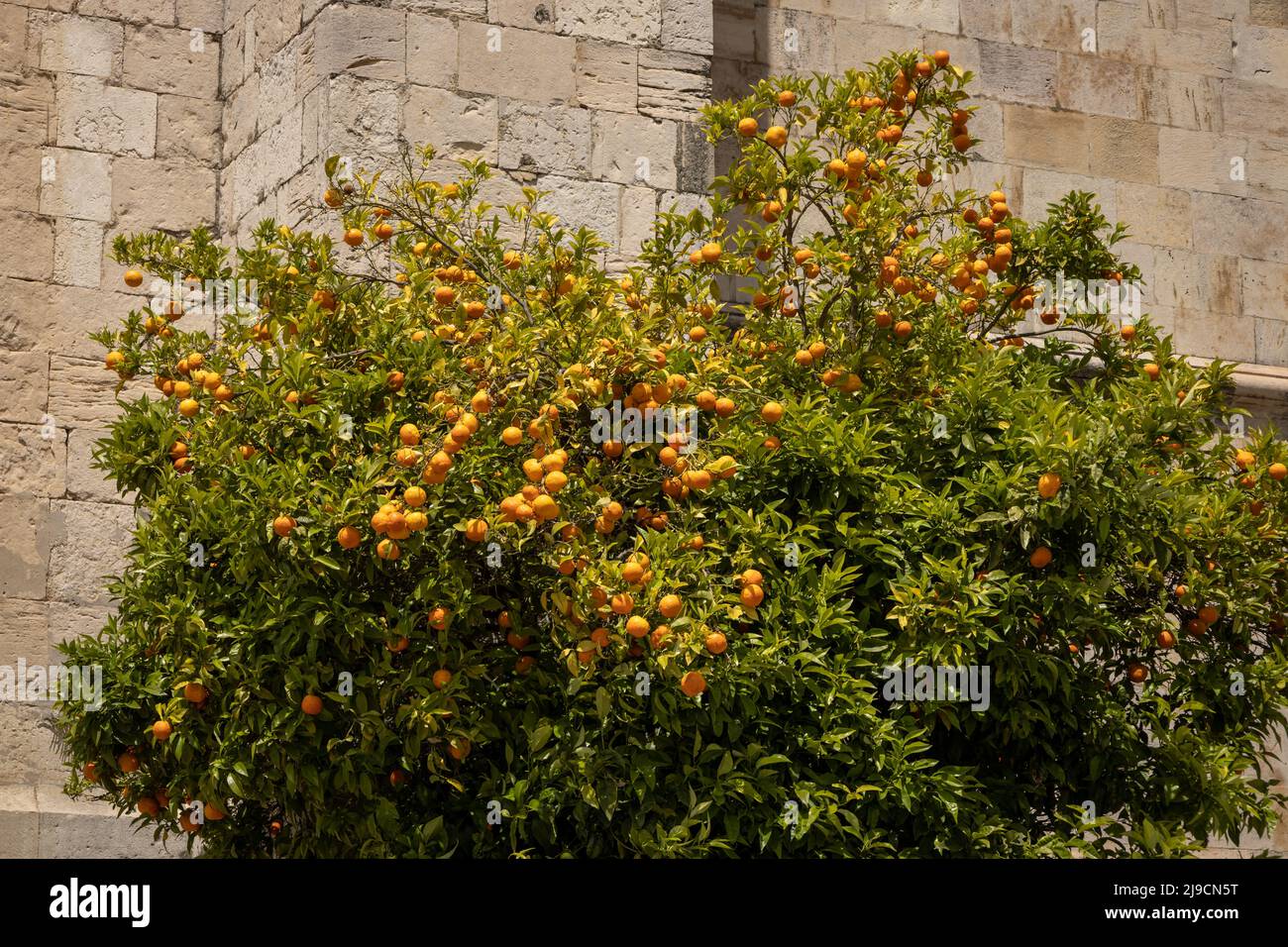 Field orange trees ripe fruits hi-res stock photography and images - Alamy