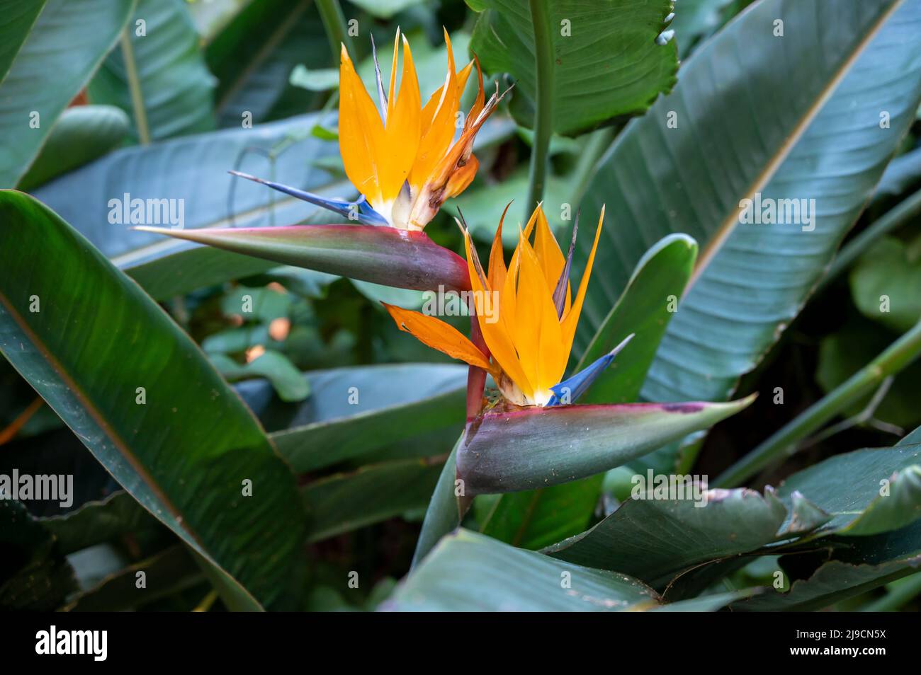 Blossom of Strelitzia reginae, colorful bird of paradise flowers in ...