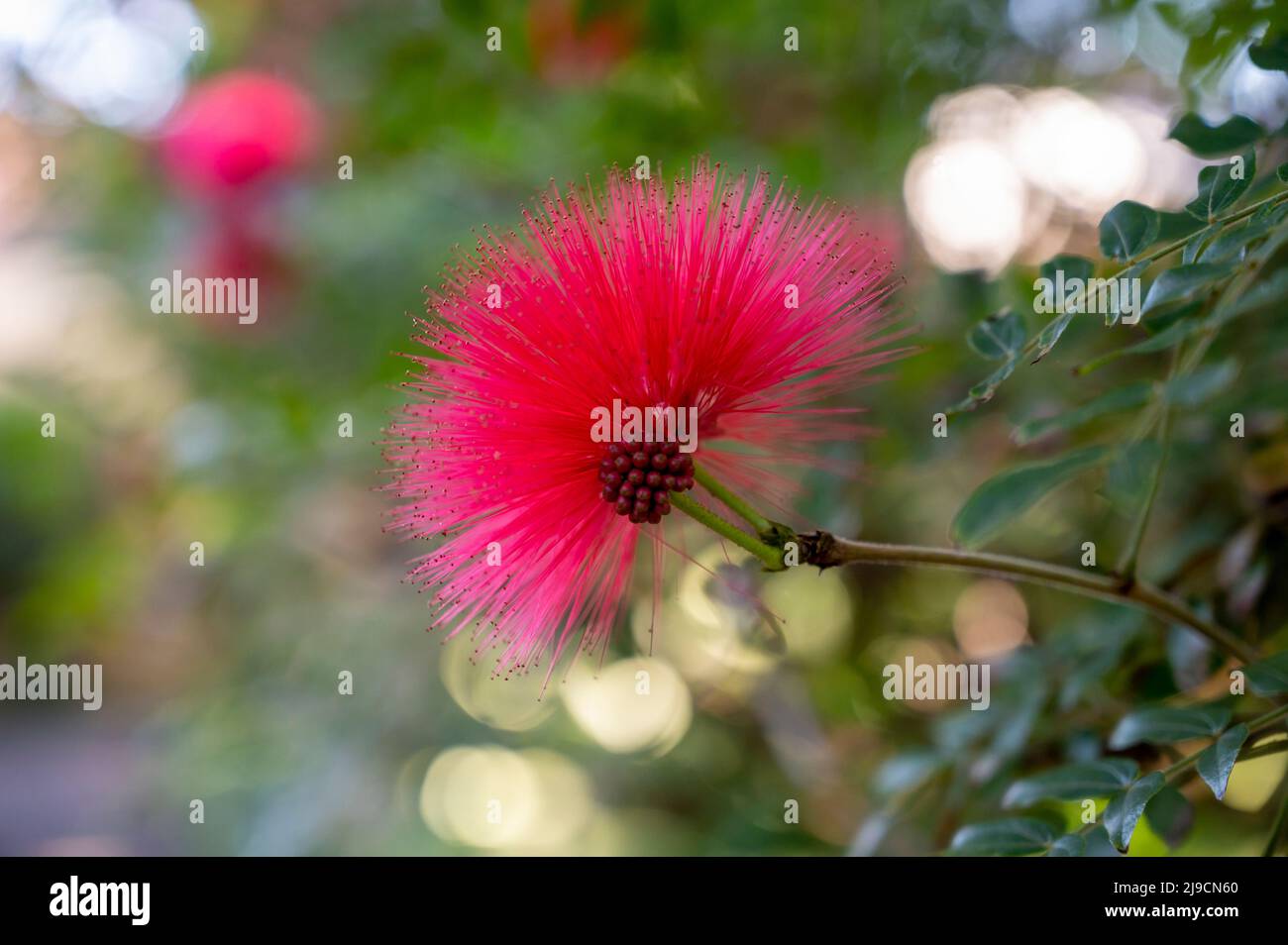Blossom of red powderpuff exotic plant calliandra haematocephala from ...