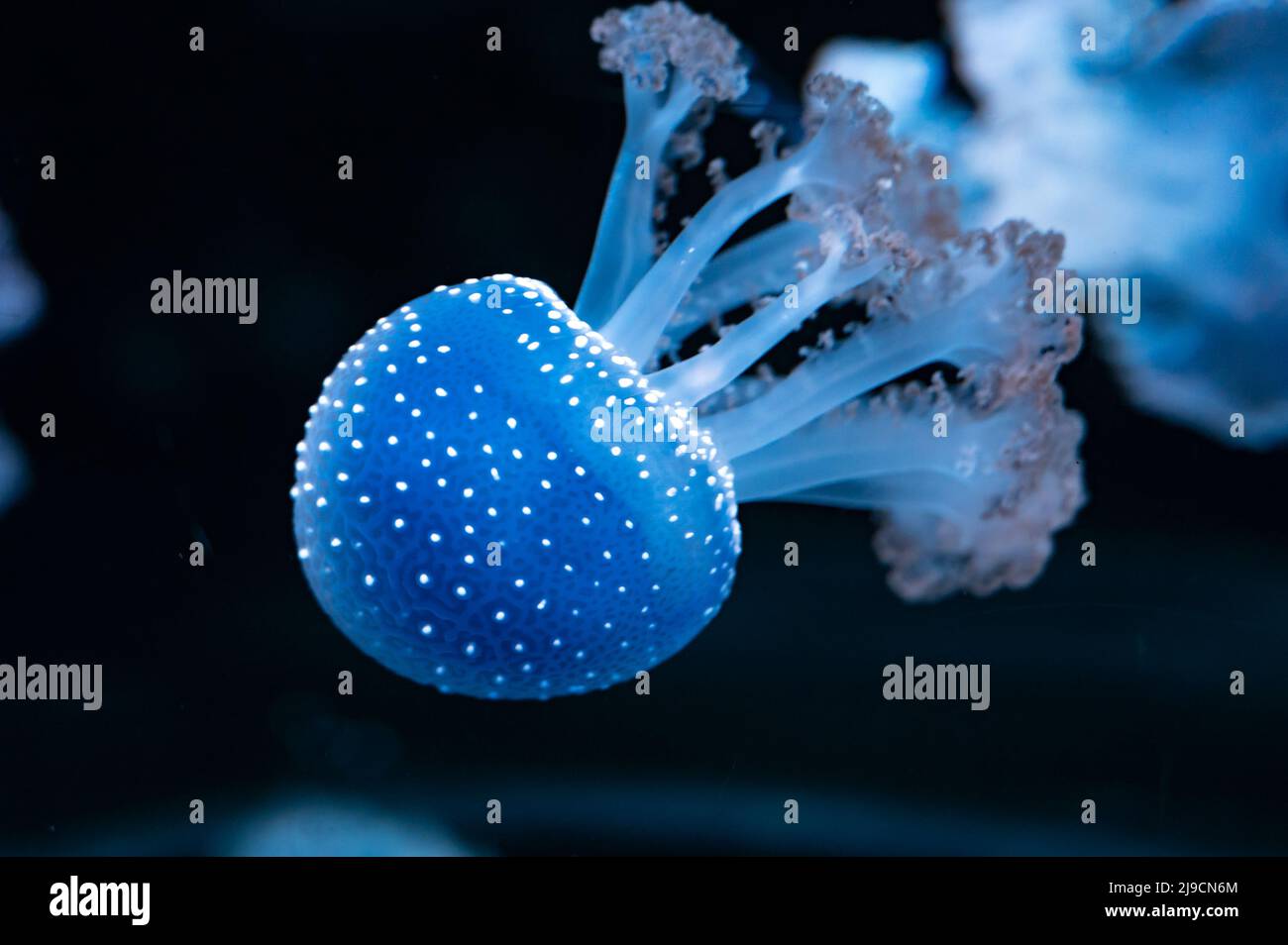 Phyllorhiza punctata jellyfish, also known as floating bell, Australian ...