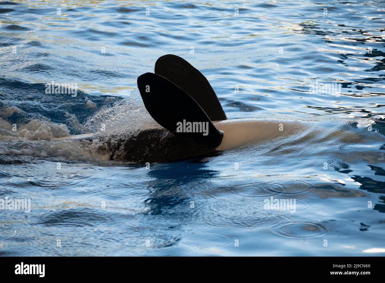 Trained big black and white orcas whales perform in blue pool in front ...