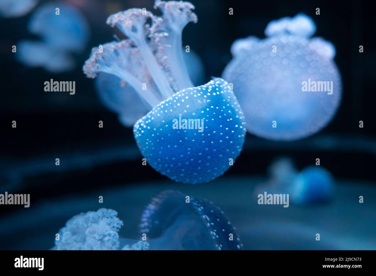 Phyllorhiza punctata jellyfish, also known as floating bell, Australian ...