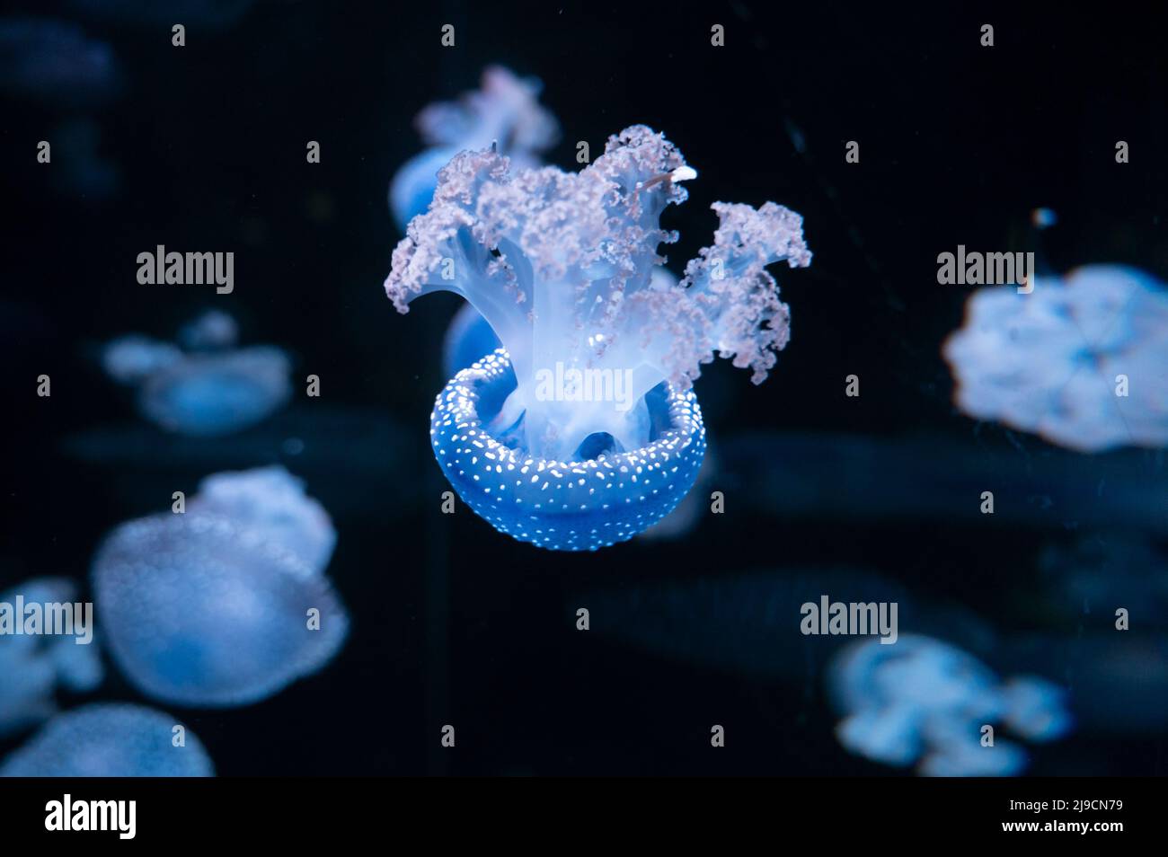 Phyllorhiza punctata jellyfish, also known as floating bell, Australian ...