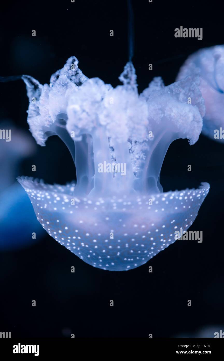 Phyllorhiza punctata jellyfish, also known as floating bell, Australian ...