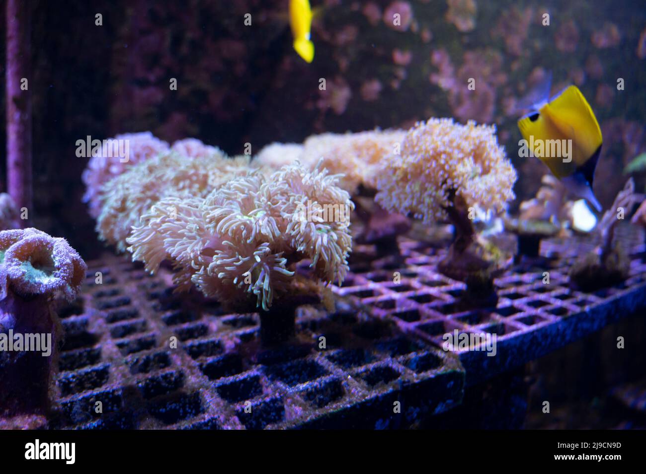 Cultivation of different corals on underwater coral farm, growing ...