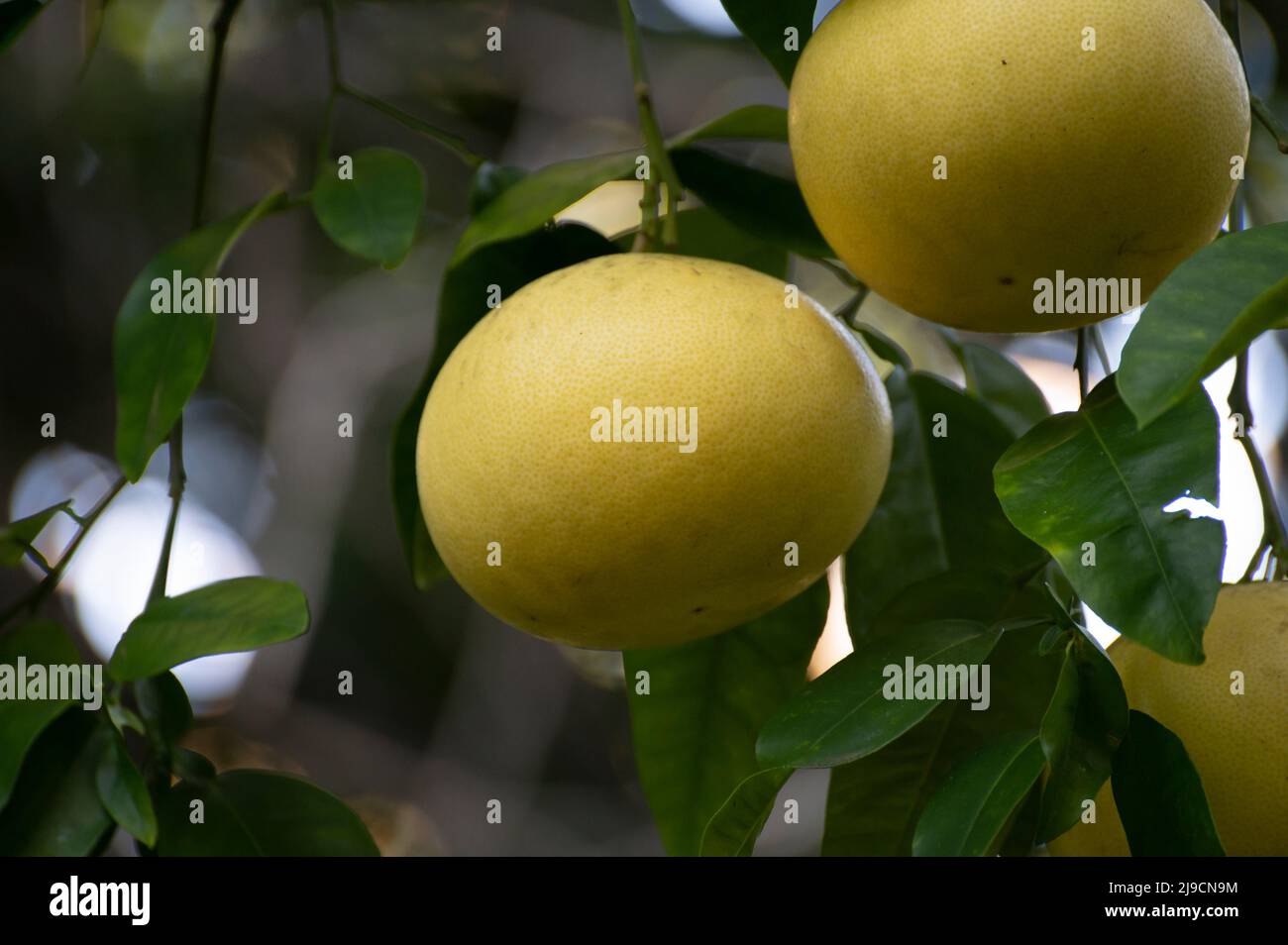 Big yellow citrus fruits hanging on pomelo tree in orchard Stock Photo ...