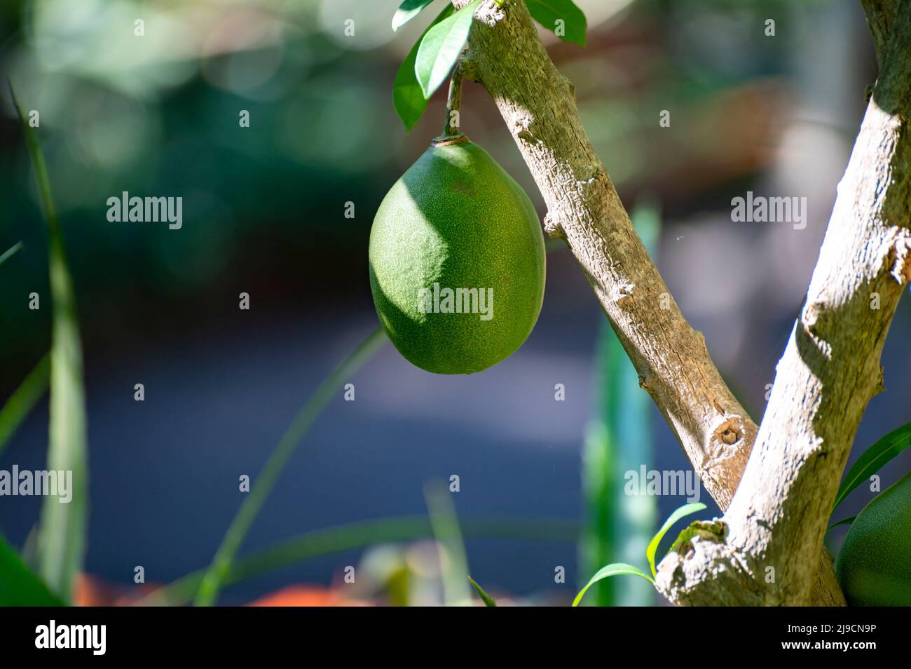 Green fruits hanging on Crescentia cujete or calabash tree in tropical ...