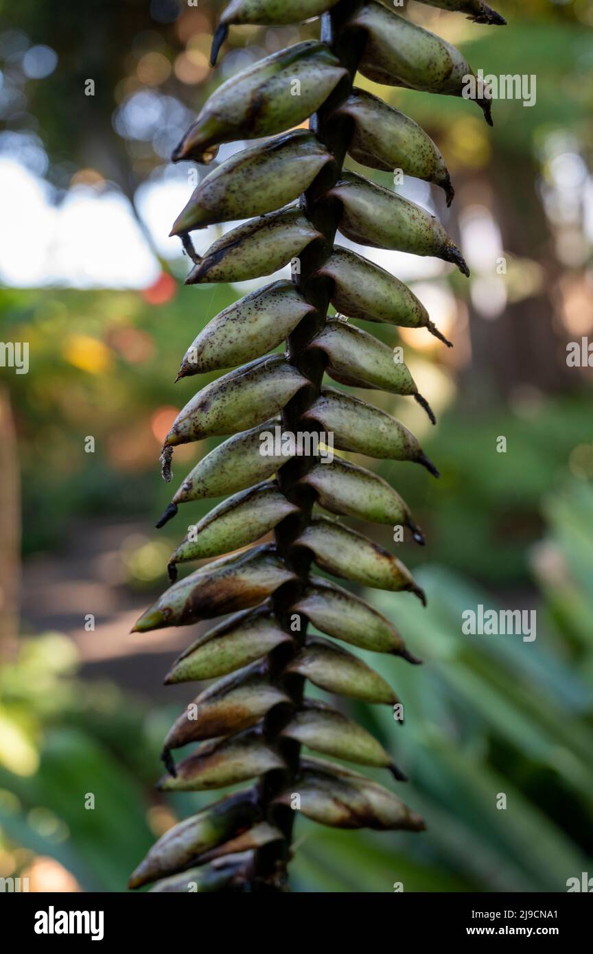 Giant tropical plant vriesea fosteriana after blossom close up Stock ...