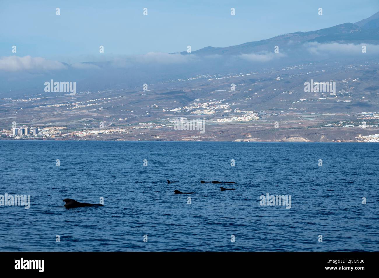 Whales watching from boat, spotted family of whales near coast of ...