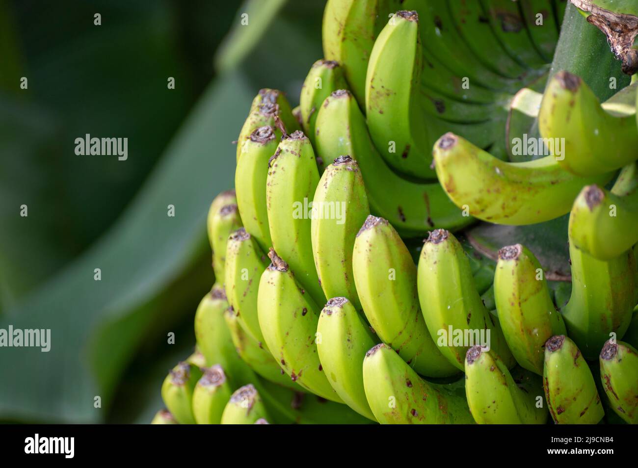 Banana trees plantation with green fruits after volcano eruption on La ...