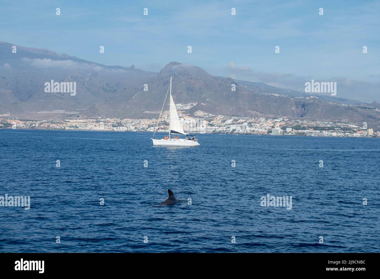 Whales watching from boat, spotted family of whales near coast of ...