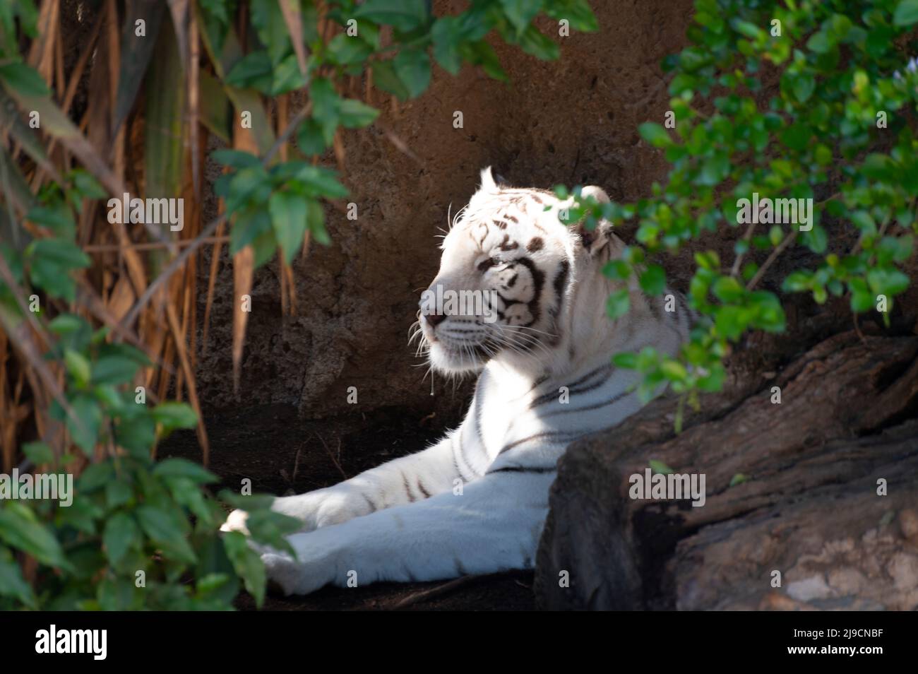 Adult white tiger wildcat esting in garden on sunlights Stock Photo - Alamy