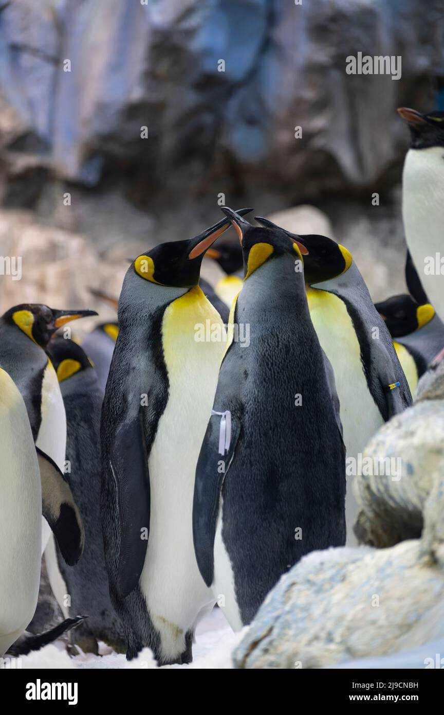Colony of gentoo and emperor penguins sea birds in zoo Stock Photo - Alamy